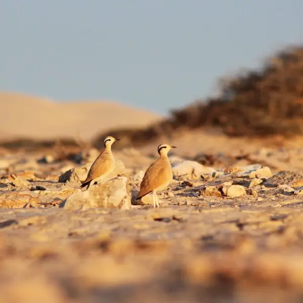 Cream-colored courser - Facts, Diet, Habitat & Pictures on Animalia.bio