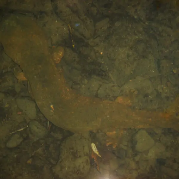 Hellbender - Facts, Diet, Habitat & Pictures on Animalia.bio