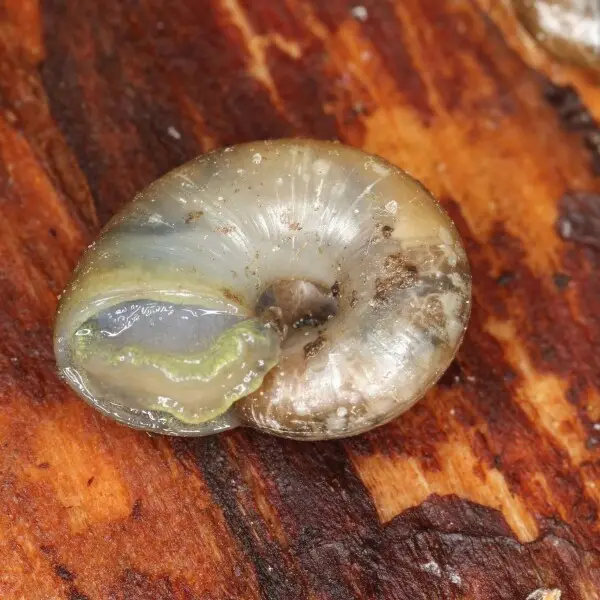 Aegopinella nitidula - факти, дієта, ареал і фотографії на Animalia.bio