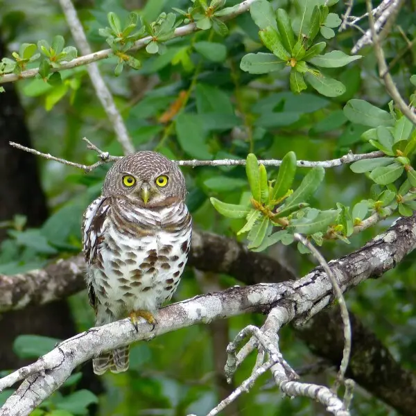 Chestnut owlet - Facts, Diet, Habitat & Pictures on Animalia.bio