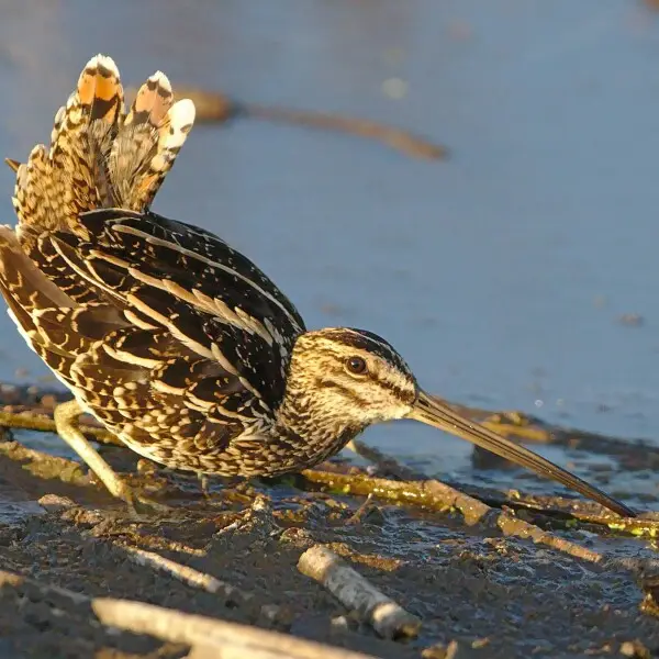 African snipe - Facts, Diet, Habitat & Pictures on Animalia.bio