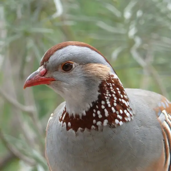 Barbary partridge - Facts, Diet, Habitat & Pictures on Animalia.bio