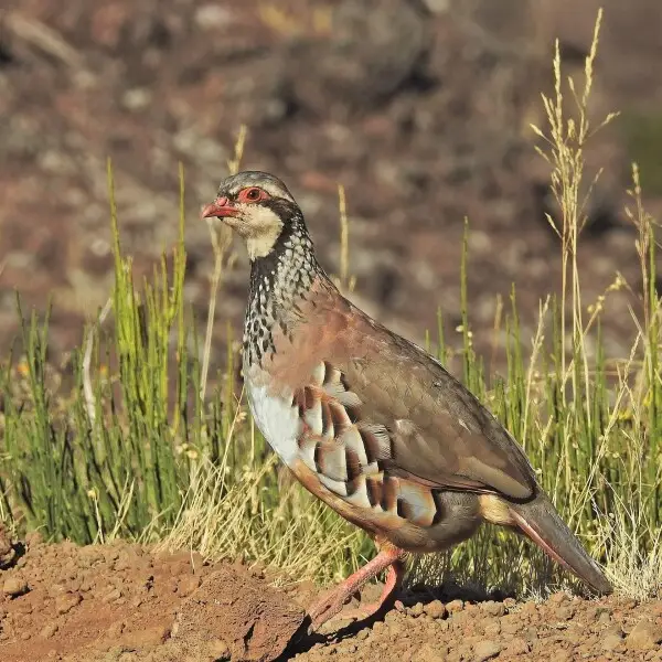 Red-legged partridge - Facts, Diet, Habitat & Pictures on Animalia.bio