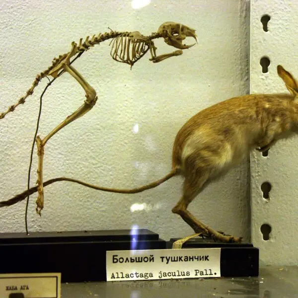 Great jerboa - Facts, Diet, Habitat & Pictures on Animalia.bio