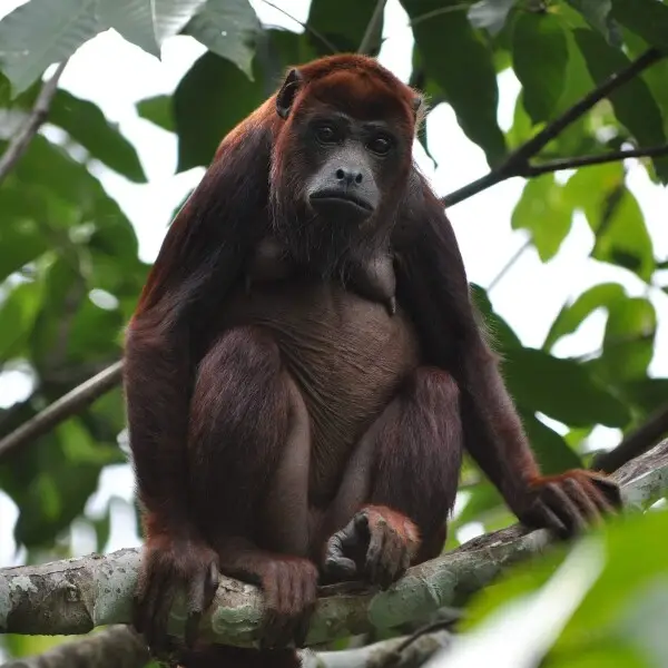 Purus red howler - Facts, Diet, Habitat & Pictures on Animalia.bio