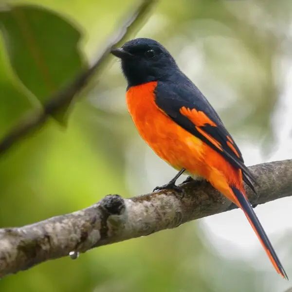 Orange minivet - Facts, Diet, Habitat & Pictures on Animalia.bio