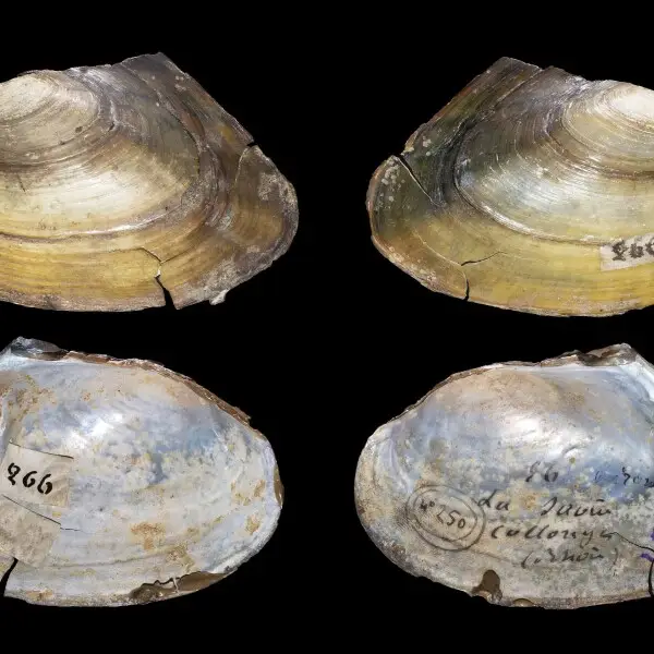 Duck mussel - Facts, Diet, Habitat & Pictures on Animalia.bio