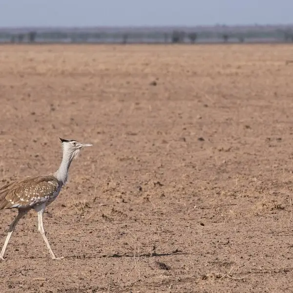 Arabian bustard - Facts, Diet, Habitat & Pictures on Animalia.bio