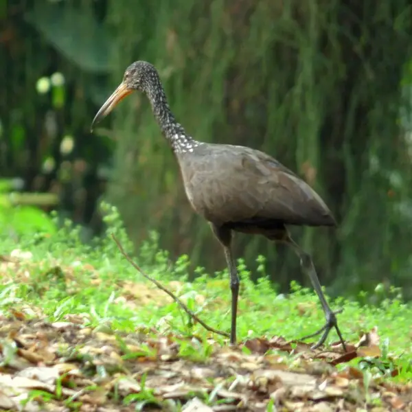 Limpkin - Facts, Diet, Habitat & Pictures on Animalia.bio