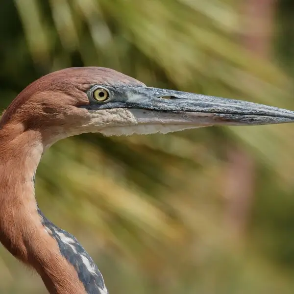 Goliath heron - Facts, Diet, Habitat & Pictures on Animalia.bio