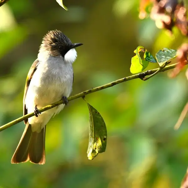 Ashy bulbul - Facts, Diet, Habitat & Pictures on Animalia.bio