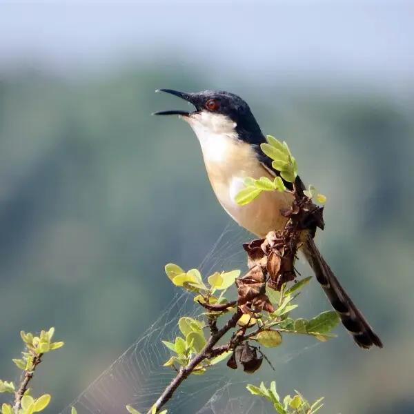 Ashy prinia - Facts, Diet, Habitat & Pictures on Animalia.bio