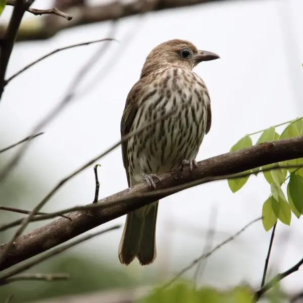 Australasian figbird - Facts, Diet, Habitat & Pictures on Animalia.bio