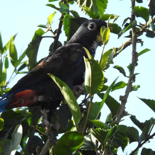 Pionus chalcopterus - факти, дієта, ареал і фотографії на Animalia.bio