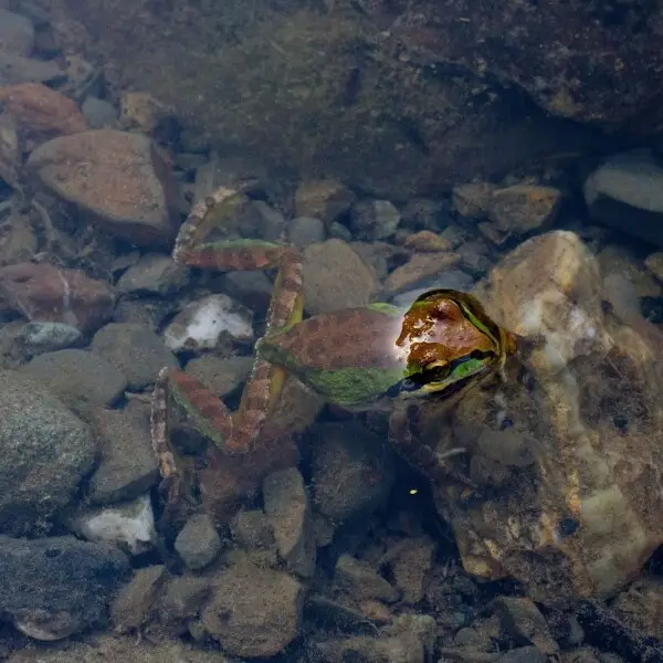 Pacific tree frog - Facts, Diet, Habitat & Pictures on Animalia.bio