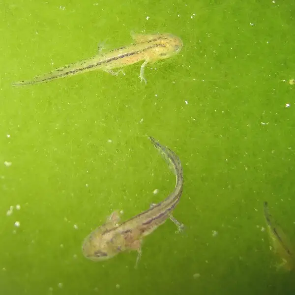 California newt - Facts, Diet, Habitat & Pictures on Animalia.bio