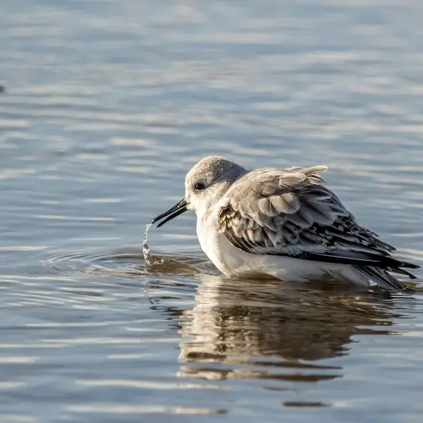 Sanderling - Facts, Diet, Habitat & Pictures on Animalia.bio
