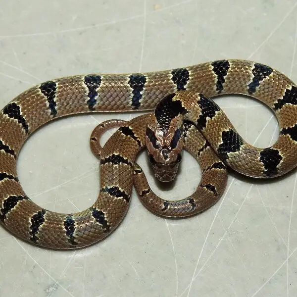 Banded kukri snake - Facts, Diet, Habitat & Pictures on Animalia.bio