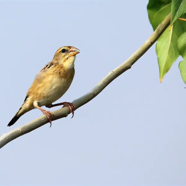 Baya weaver - Facts, Diet, Habitat & Pictures on Animalia.bio