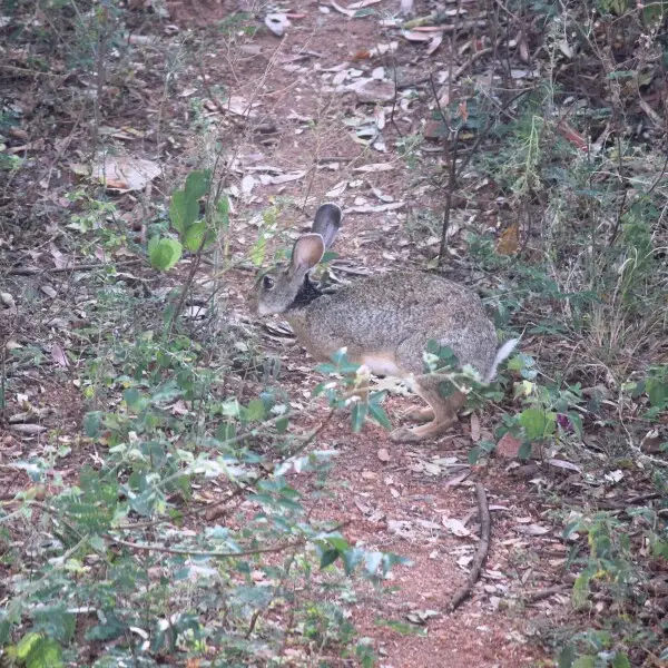 Indian hare - Facts, Diet, Habitat & Pictures on Animalia.bio