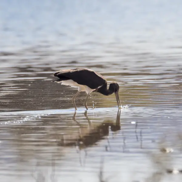Black stork - Facts, Diet, Habitat & Pictures on Animalia.bio