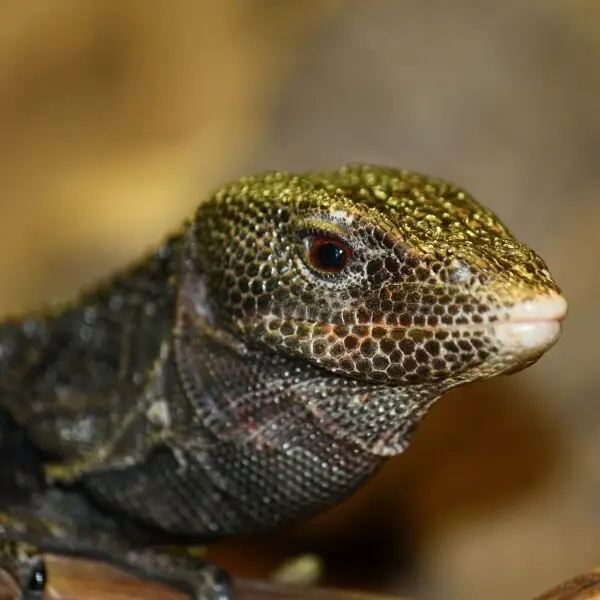 Black tree monitor - Facts, Diet, Habitat & Pictures on Animalia.bio