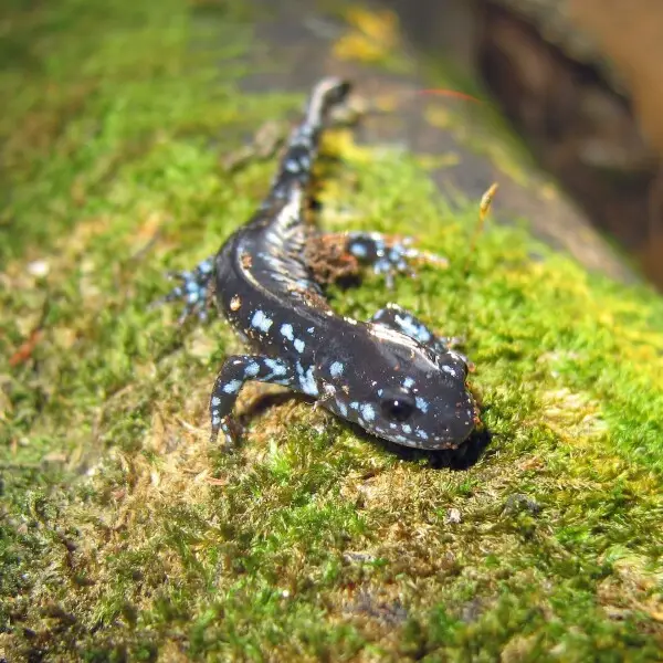 Blue-spotted salamander - Facts, Diet, Habitat & Pictures on Animalia.bio
