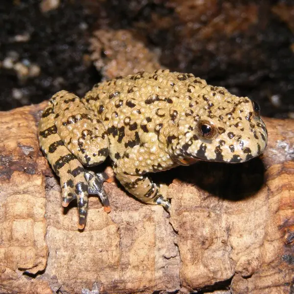 European fire-bellied toad - Facts, Diet, Habitat & Pictures on ...