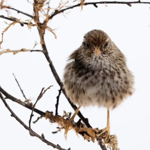 New Zealand fernbird - Facts, Diet, Habitat & Pictures on Animalia.bio
