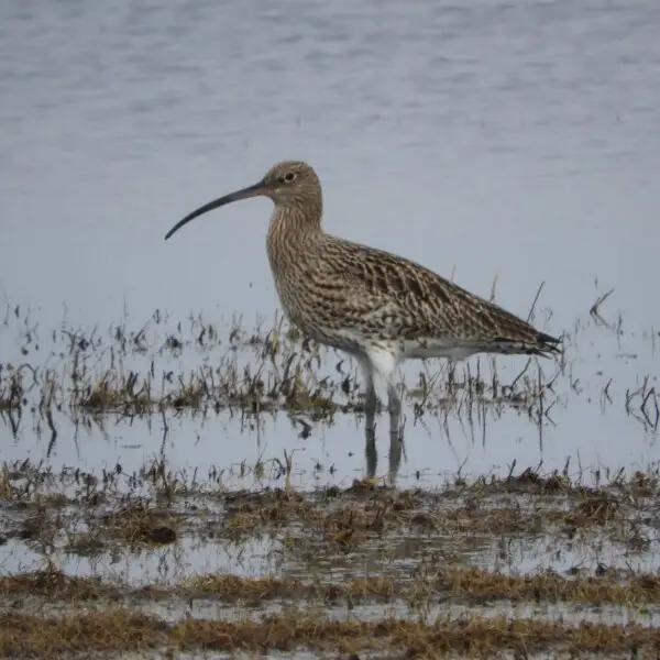 Eurasian curlew - Facts, Diet, Habitat & Pictures on Animalia.bio