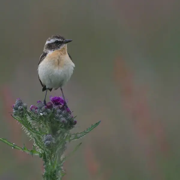Whinchat - Facts, Diet, Habitat & Pictures on Animalia.bio