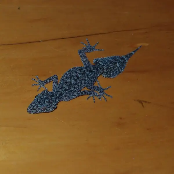 Broad-tailed gecko - Facts, Diet, Habitat & Pictures on Animalia.bio