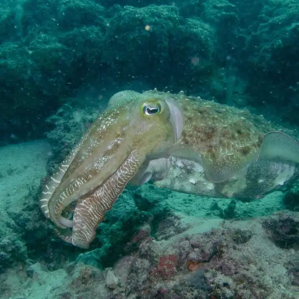 Sepia latimanus - факти, дієта, ареал і фотографії на Animalia.bio