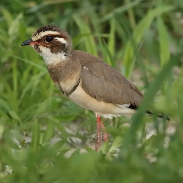 Bronze-winged courser - Facts, Diet, Habitat & Pictures on Animalia.bio