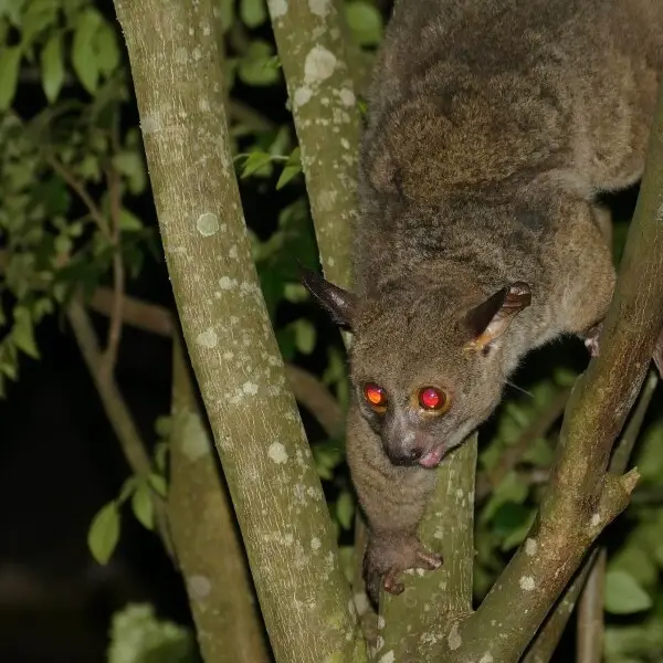 Brown greater galago - Facts, Diet, Habitat & Pictures on Animalia.bio