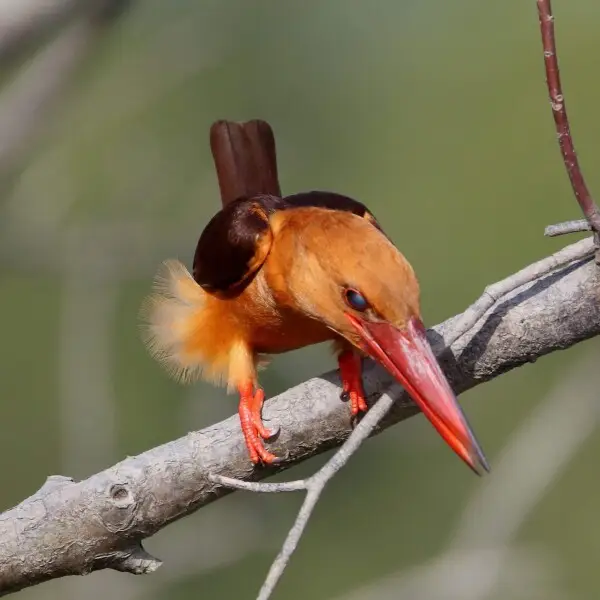 Pelargopsis amauroptera - Fatti, dieta, habitat e immagini su Animalia.bio