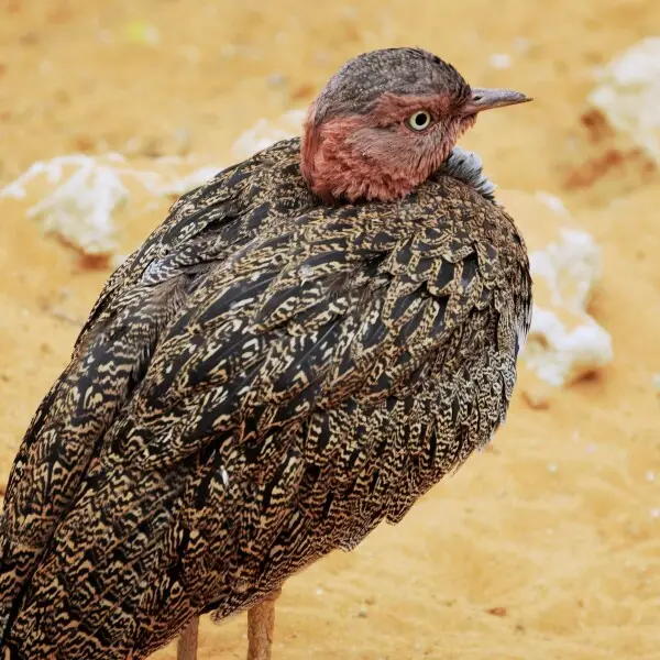 Buff-crested bustard - Facts, Diet, Habitat & Pictures on Animalia.bio