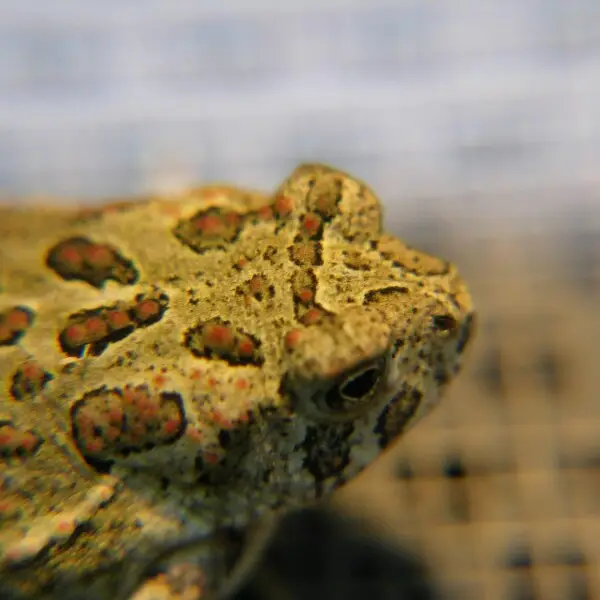 Wyoming toad - Facts, Diet, Habitat & Pictures on Animalia.bio