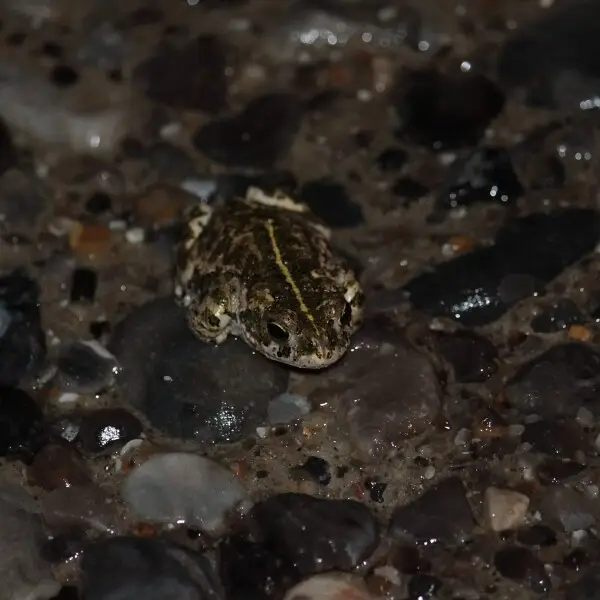 Natterjack toad - Facts, Diet, Habitat & Pictures on Animalia.bio