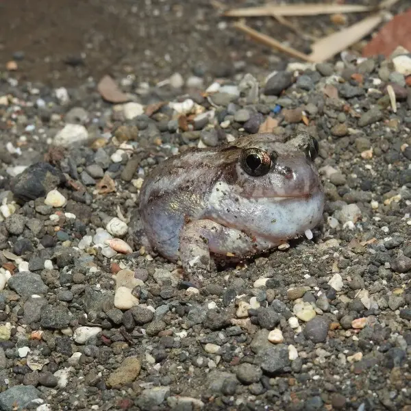 Indian burrowing frog - Facts, Diet, Habitat & Pictures on Animalia.bio