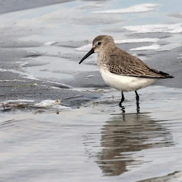 Dunlin - Facts, Diet, Habitat & Pictures on Animalia.bio
