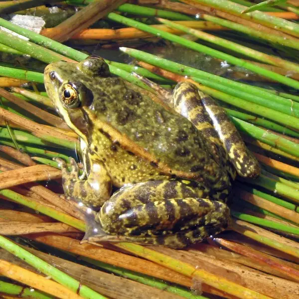 California red-legged frog - Facts, Diet, Habitat & Pictures on ...