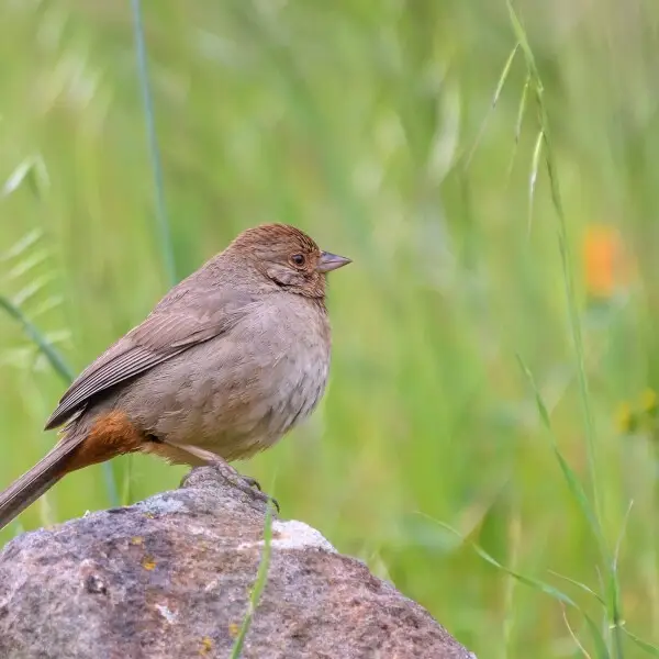 California towhee - Facts, Diet, Habitat & Pictures on Animalia.bio