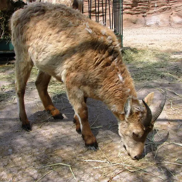 West Caucasian tur - Facts, Diet, Habitat & Pictures on Animalia.bio