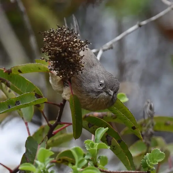 Wrentit - Facts, Diet, Habitat & Pictures on Animalia.bio