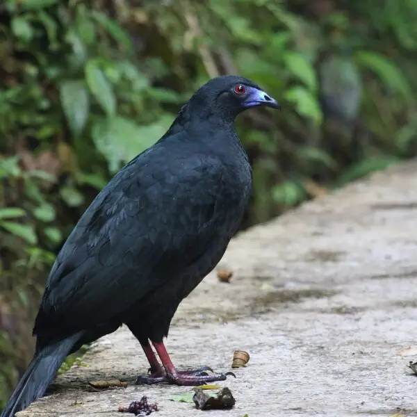 Black guan - Facts, Diet, Habitat & Pictures on Animalia.bio