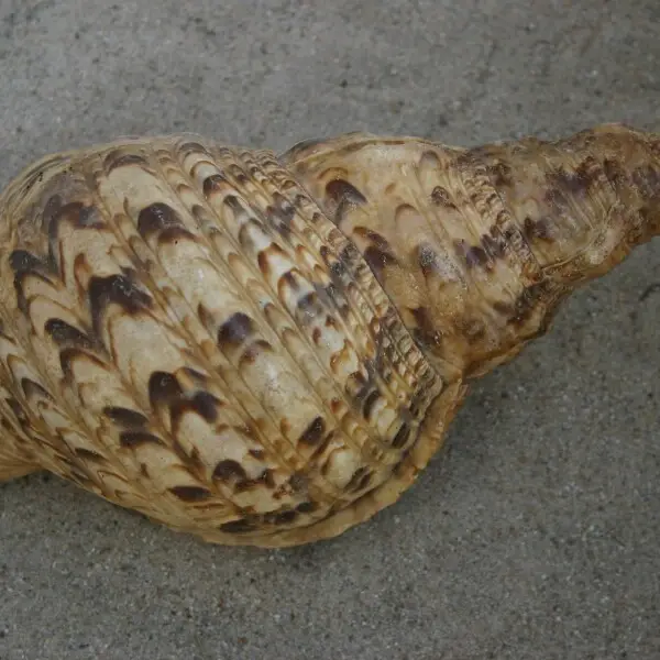 Charonia tritonis - Facts, Diet, Habitat & Pictures on Animalia.bio