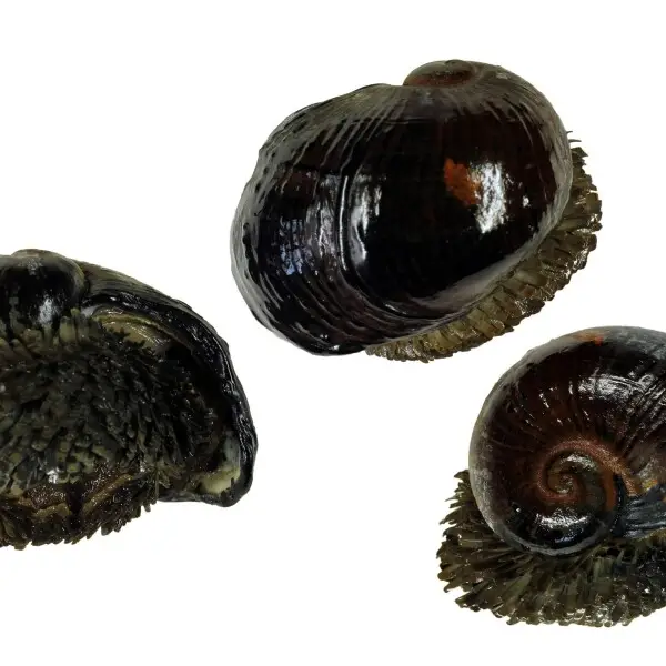 Scaly-foot snail - Facts, Diet, Habitat & Pictures on Animalia.bio