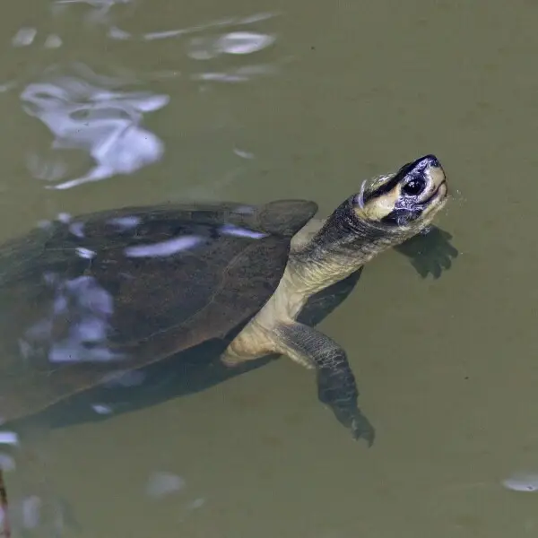 Indian black turtle - Facts, Diet, Habitat & Pictures on Animalia.bio