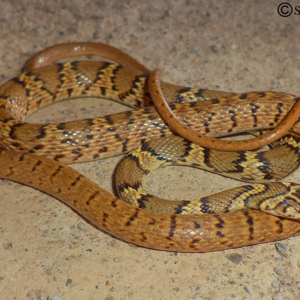 Platyceps gracilis - Facts, Diet, Habitat & Pictures on Animalia.bio